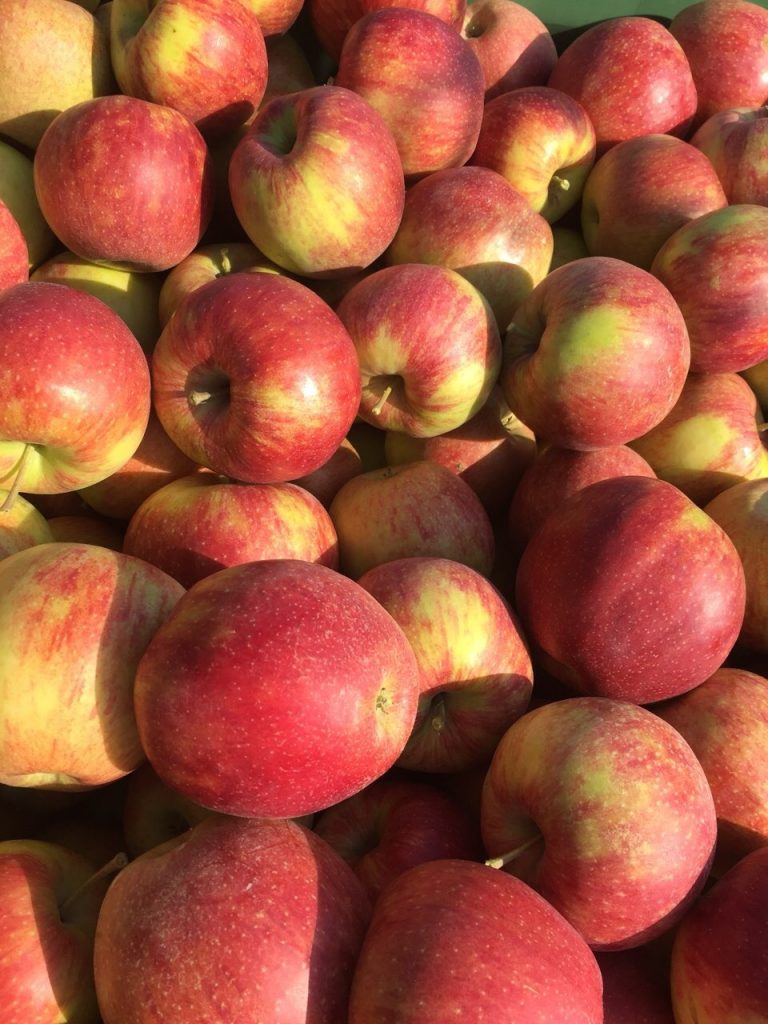 Alma Jonagored - Horváth Gazda